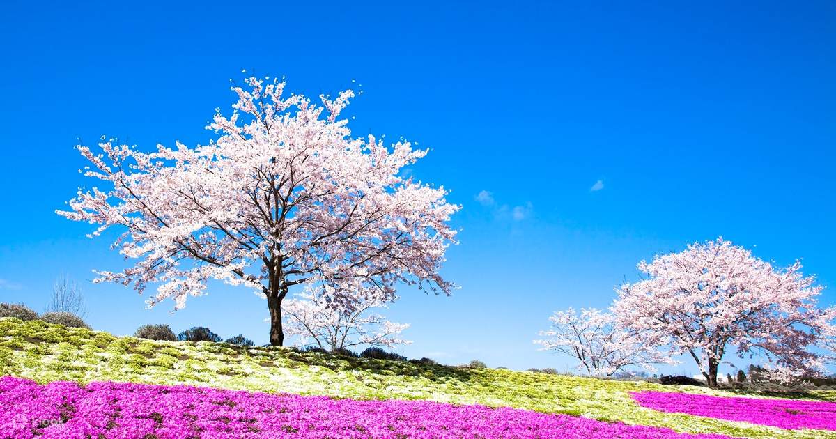 도쿄 독일 마을 시바자쿠라 And 네룸보 꽃 And 미쓰이 아울렛 기사라즈 And 딸기 무제한 일일 투어 도쿄 출발 클룩 Klook 한국